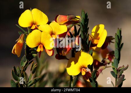 Variable Bossiaea plant in flower (Bossiaea heterophylla Stock Photo ...