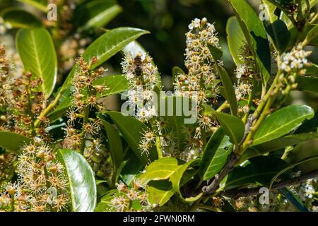 cherry-laurel (Prunus laurocerasus 'Genolia', Prunus laurocerasus ...