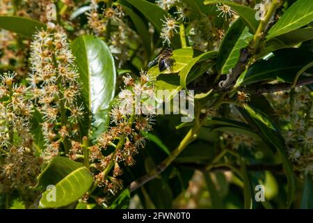 cherry-laurel (Prunus laurocerasus 'Genolia', Prunus laurocerasus ...