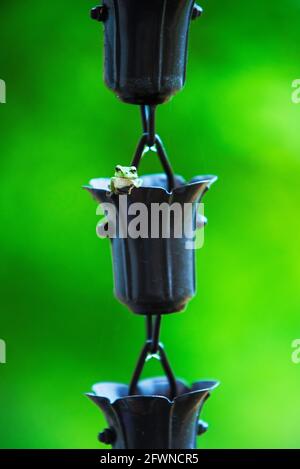 A Japanese rain chain or kusari-doi which is a traditional rain ...