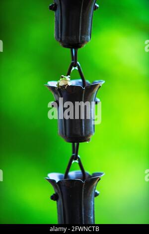 A Japanese rain chain or kusari-doi which is a traditional rain ...