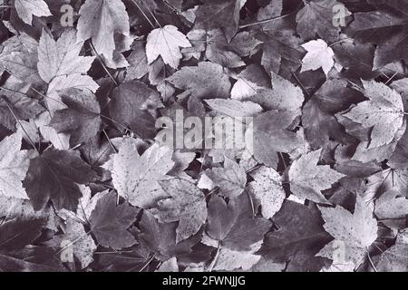 desaturated gray fall maple leaves background Stock Photo - Alamy