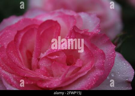 lush unsized rose close-up. Growing flowers. Valentine's Day. February ...