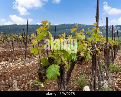Rows of vines with young green leaves. Spring vineyard Israel Stock ...