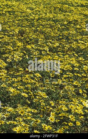 Cape Weed (Arctotheca calendula) flowers close-up Bindoon Western ...