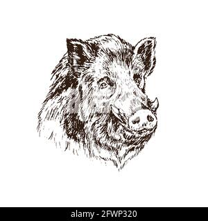 Wild boar (Sus scrofa) piglet standing side view, gravure style ink ...
