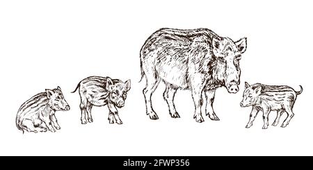 Wild boar (Sus scrofa) piglet standing side view, gravure style ink ...