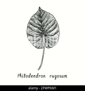 philodendron tropical leaf plant isolated doodle hand drawn sketch with ...