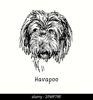 Havapoo (Poovanese, Havadoodle, or Island Mini Doodle) collection ...
