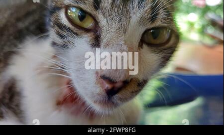 Mite Infestation (Mange, Acariasis, Scabies) of Cats Stock Photo - Alamy