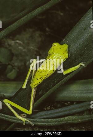 Lemur Frog Pimilomedusa lemur Monteverde Costa Rica RE000100 Stock ...