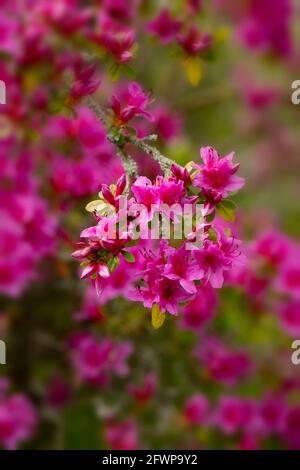 Striking Rhododendron 'Myosotis' flowers in close-up, natural plant ...