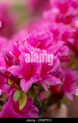 Striking Rhododendron 'Myosotis' flowers in close-up, natural plant ...