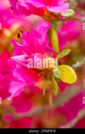 Striking Rhododendron 'Myosotis' flowers in close-up, natural plant ...