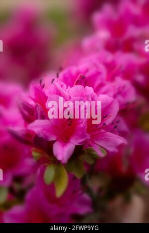 Striking Rhododendron 'Myosotis' flowers in close-up, natural plant ...