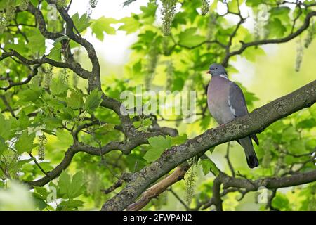 Wood Pigeon (Columba oenas) looking summery perch in sycamore tree ...