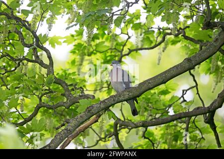 Wood Pigeon (Columba oenas) looking summery perch in sycamore tree ...