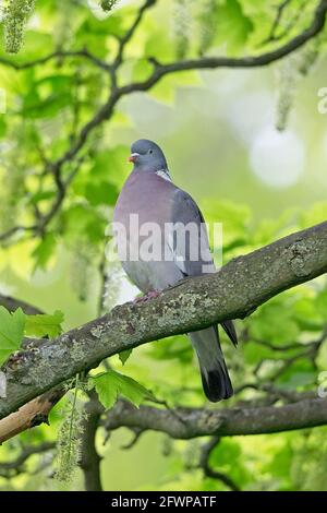 Wood Pigeon (Columba oenas) looking summery perch in sycamore tree ...