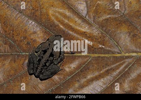 Cane Toad Bufo marinus Manu Region, Peru RE000112 Stock Photo - Alamy