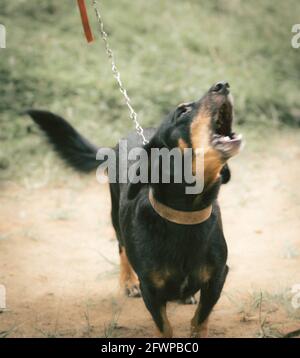 Dog pet dachshund sausage-dog chained dog house in forest surrounded by ...