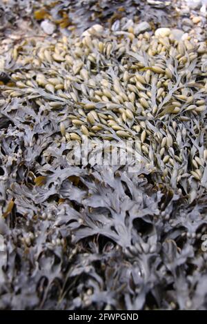 Edible Green Algae, Sea Vegetable Isolated. Green Chuka Seaweed Salad ...