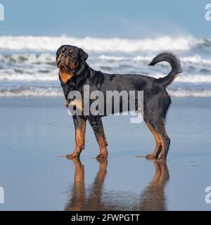 Rottweiler, side view Stock Photo - Alamy