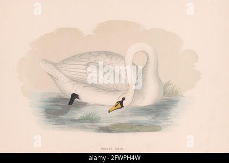 Polish Swan. Morris's British Birds. Antique colour print 1903 old ...
