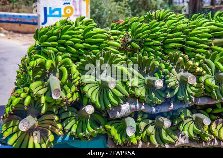 Bunch of the green bananas, Cairo, Egypt Stock Photo - Alamy