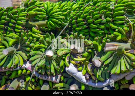 Bunch of the green bananas, Cairo, Egypt Stock Photo - Alamy