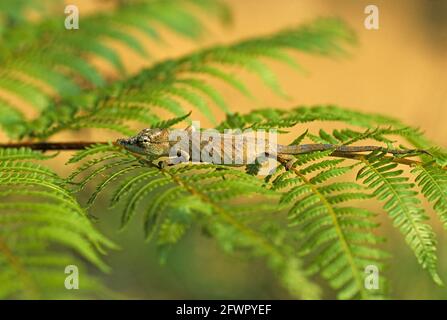 Blue-nosed chameleon, Calumma boettgeri, Amber Mountain National Park ...
