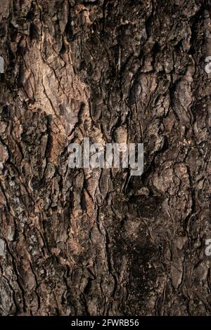 Amazing material of Black wood texture background Blank with fantastic ...
