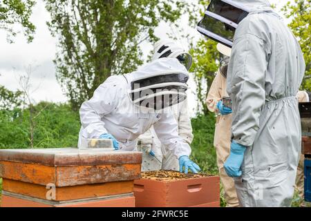 bee bees beekeeping keeping hive hives beehive beehives keeper ...