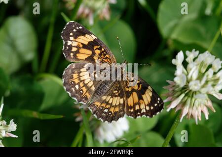 Silvery Checkerspot (Chlosyne nycteis) Insecta Stock Photo - Alamy