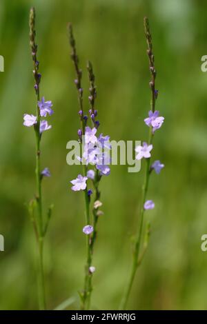 Texas Vervain, Verbena halei Stock Photo - Alamy