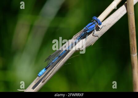 Aztec Dancer (Argia nahuana Stock Photo - Alamy