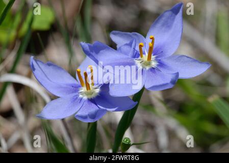 Prairie Pleatleaf, Nemastylis geminiflora Stock Photo - Alamy