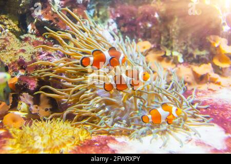 Family clownfish hiding in coral reef purple pot Stock Photo - Alamy
