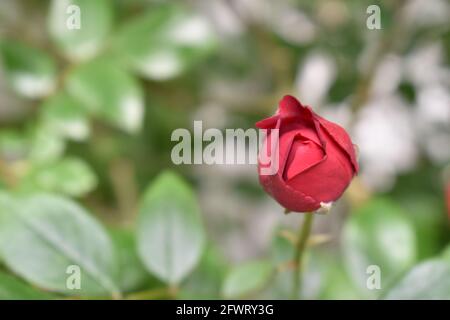 Knockout Red Garden Rose selective focus Stock Photo - Alamy