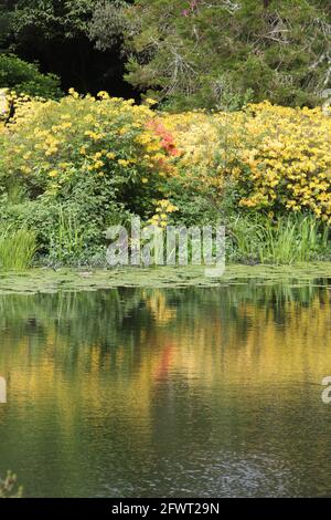 Bargany Gardens, Ayrshire, Scotland UK . Old wooden boathouse on the ...