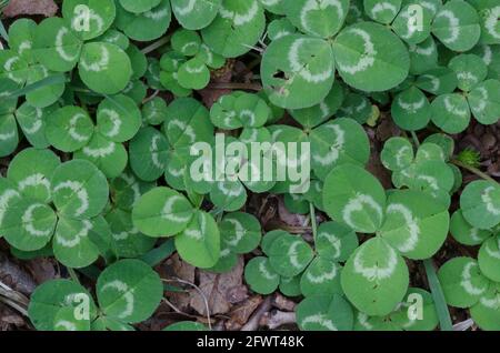 White Clover (Trifolium repens) leaves, growing amongst grass in ...