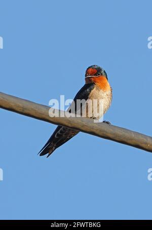 Pacific Swallow (Hirundo tahitica javanica Stock Photo - Alamy