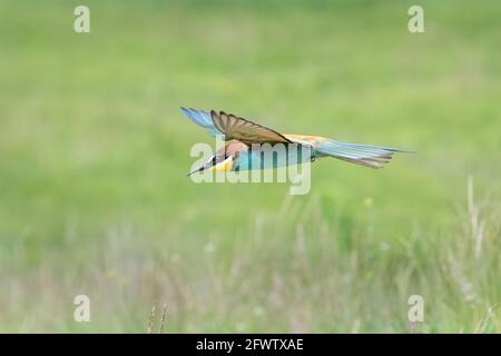 flying, European bee-eater, fly, to fly Stock Photo - Alamy