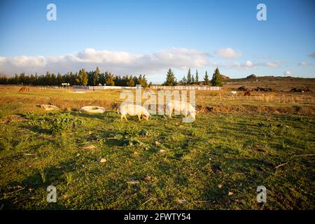 Saron, South Africa - 21-05-2021 Stock Photo - Alamy