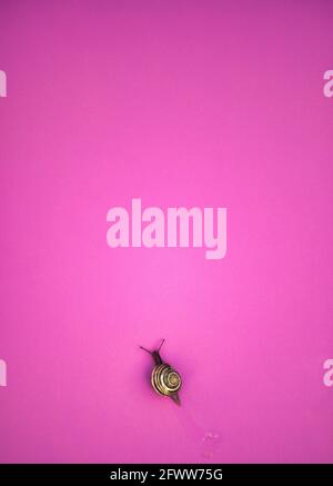 Directly above of striped garden snail (Cornu Aspersum) sliding away ...