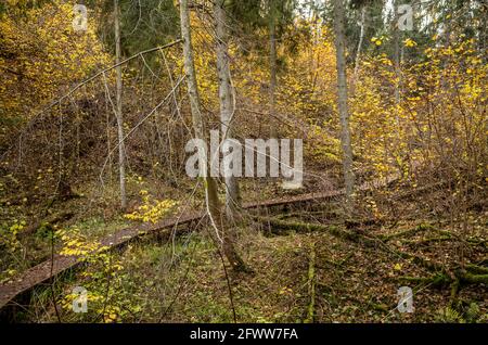 yellow warn autumn day in old forest park with golden leaves and dark ...