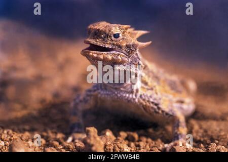 southern desert horned lizard or Phrynosoma platyrhinos calidiarum on a ...