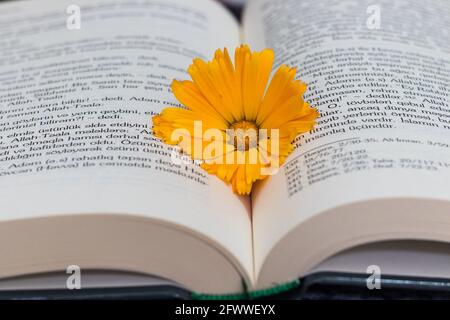 The concept of summer reading, romantic sentimental literature. Daisy ...
