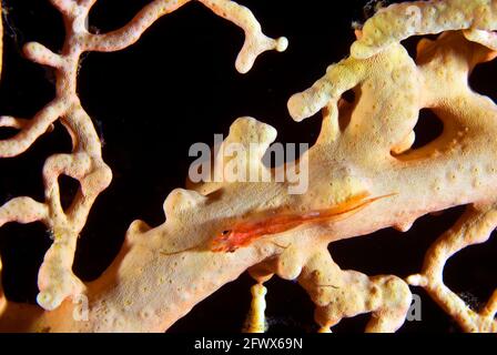 Tiny Loki whip goby (Bryaninops Loki) on sea fan, Solomon Islands Stock ...