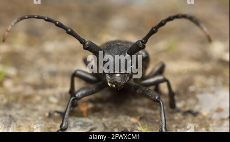 Lamia textor - Weaver beetle insect on a tree bark Stock Photo - Alamy