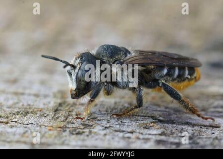 A macro shot of a Mediterranean wood-boring bee on a bark of a tree ...